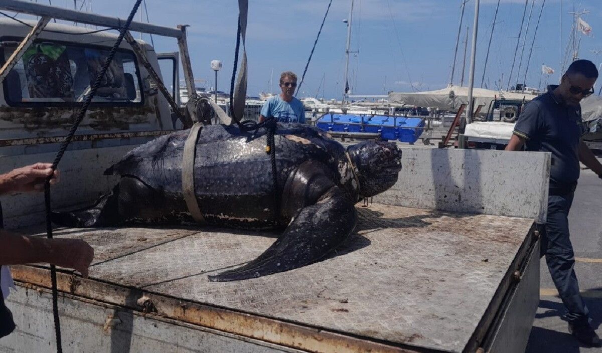 Una tartaruga liuto morta al largo della Versilia