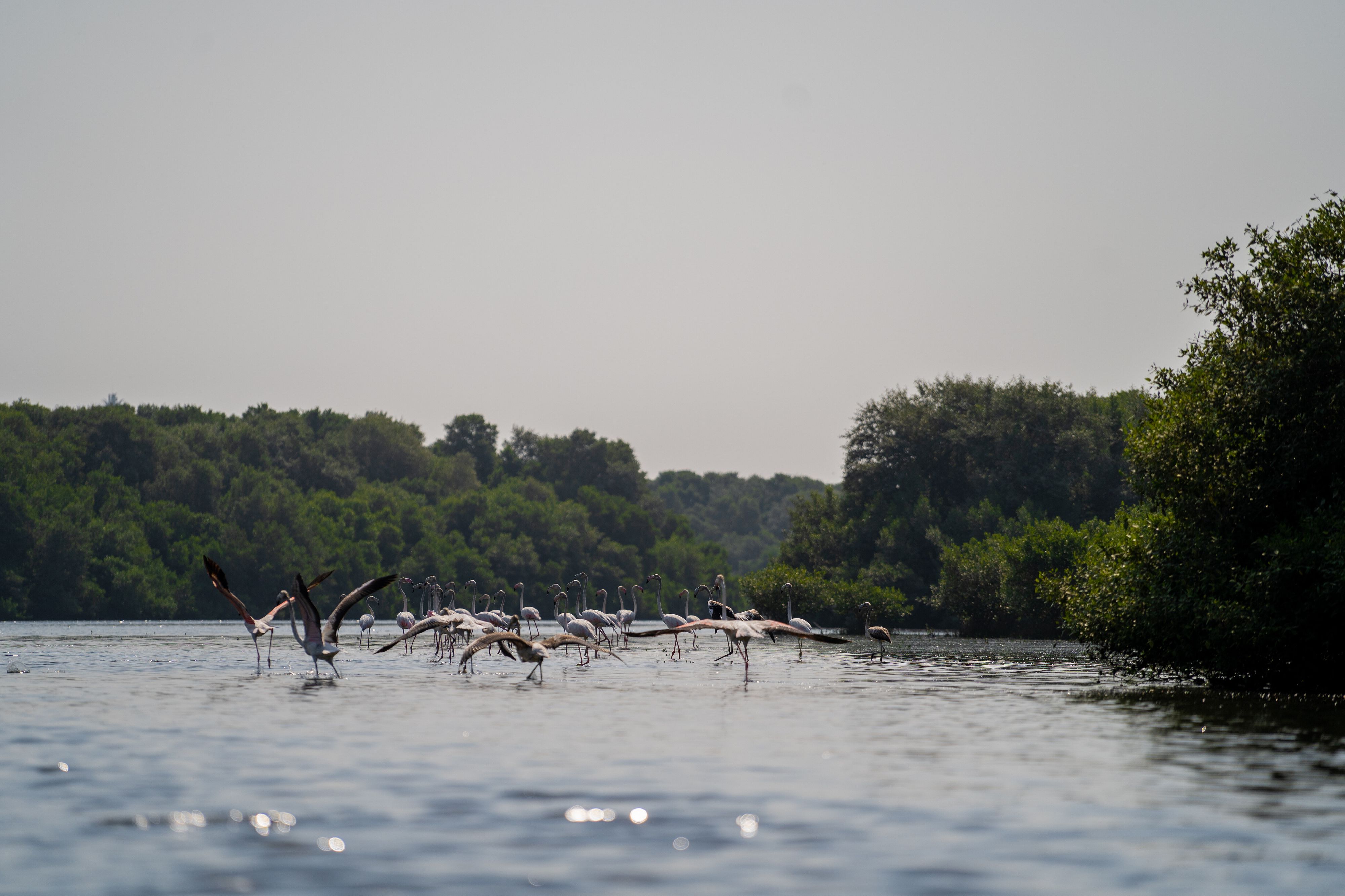 Il progetto che valuta lo stato di salute delle mangrovie nell’area ...