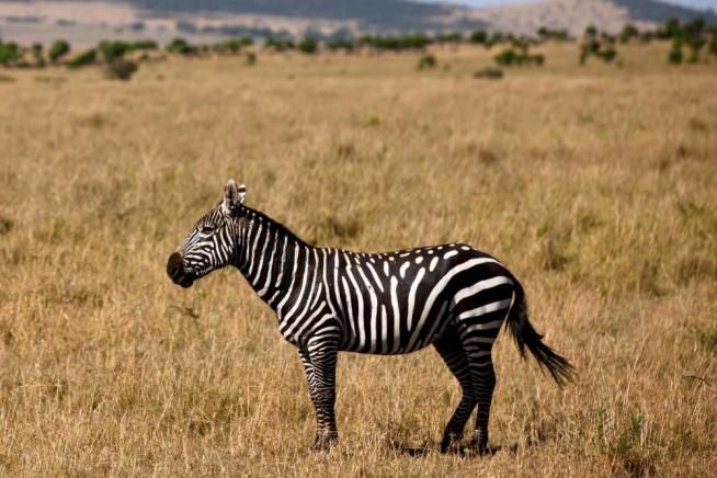 Natura stravagante, in Kenya c'è la zebra a pois - Tgcom24