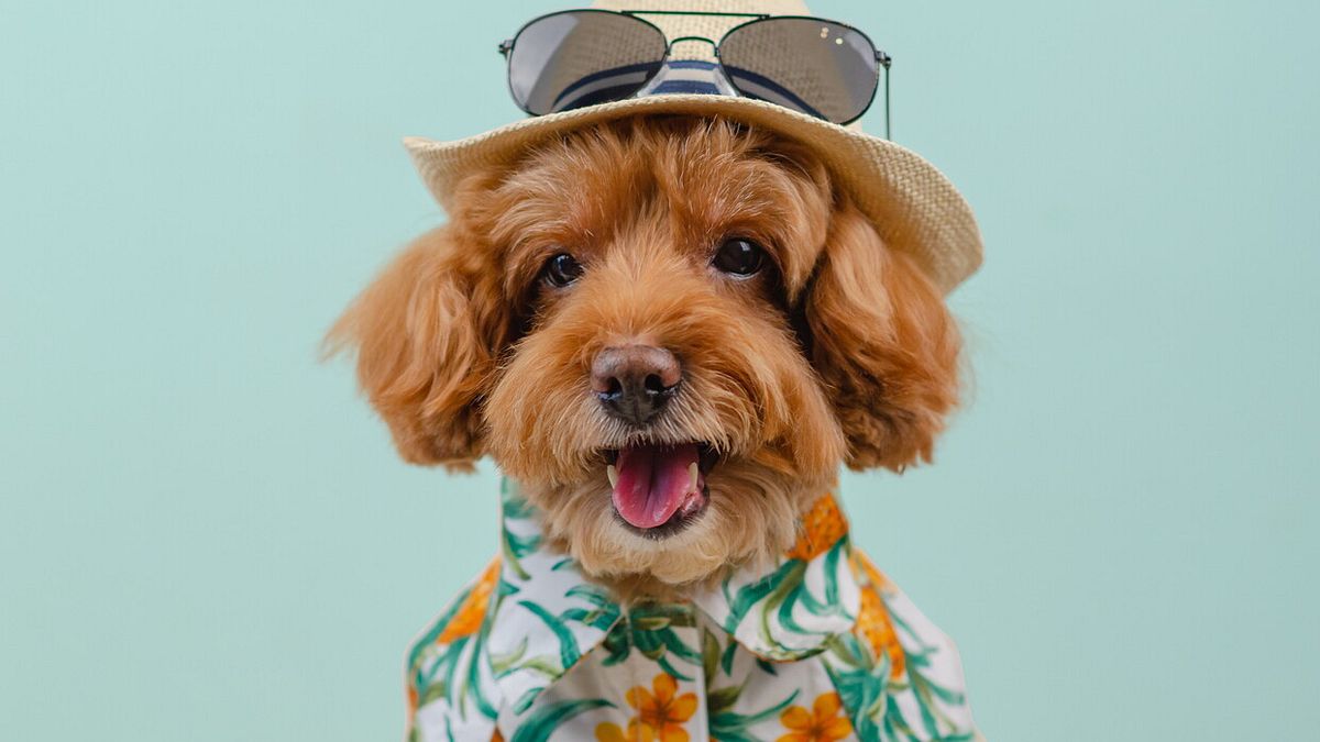 Pet Astrology: l’Oroscopo di agosto 2025 per il cane