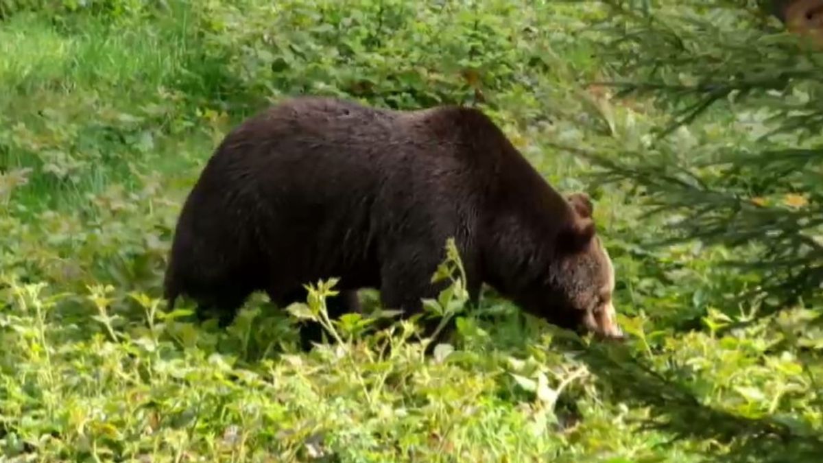 Un frutteto per tenere l'orso lontano dall'uomo