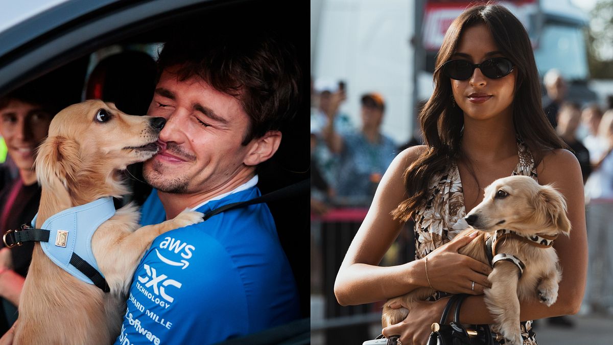 Leo, il bassotto di Charles Leclerc che sta facendo innamorare tutti
