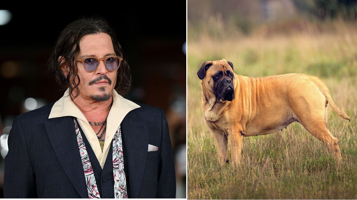 Caso Johnny Depp: l’addestramento dei cani e le razze difficili