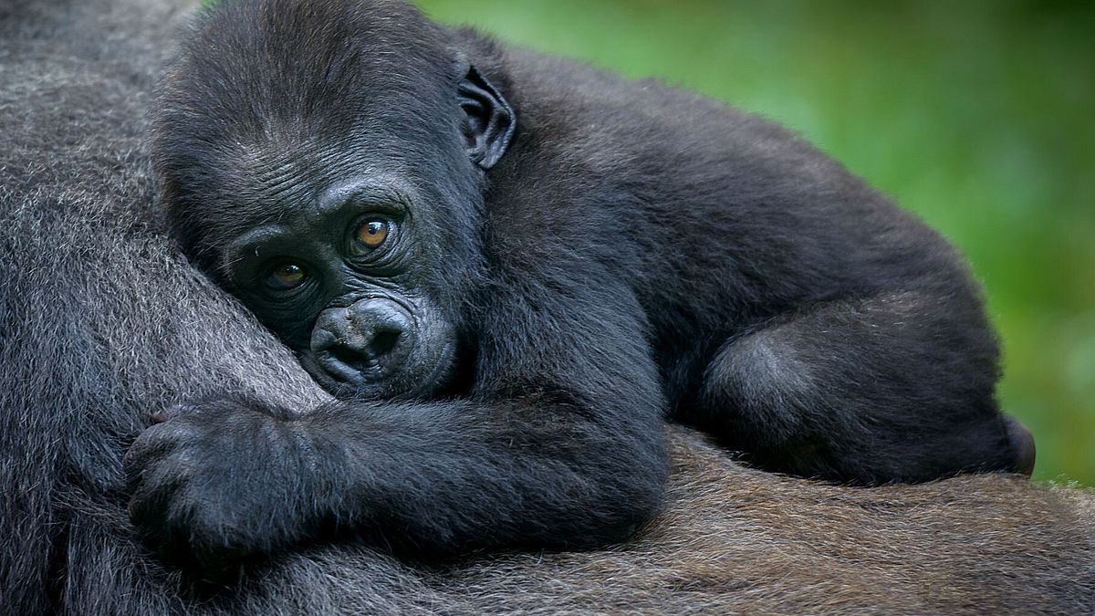 Il 24 settembre è la Giornata Mondiale del Gorilla