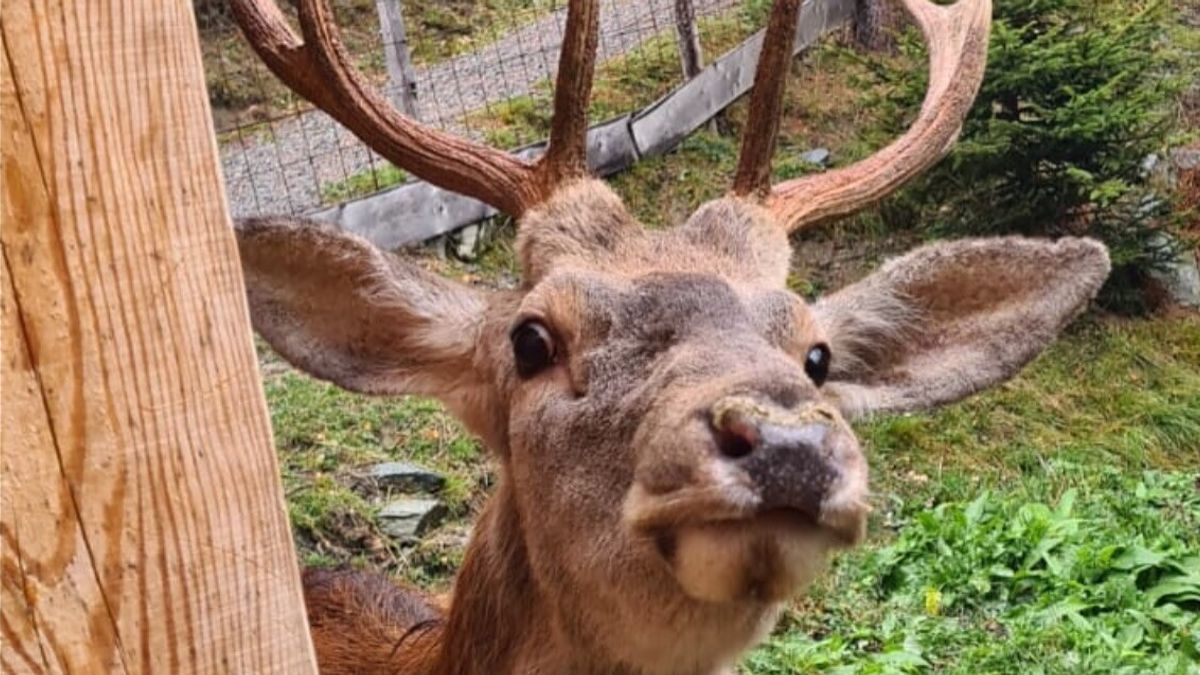 Addio a Bambi, il cervo più famoso d'Italia: viveva in un'oasi