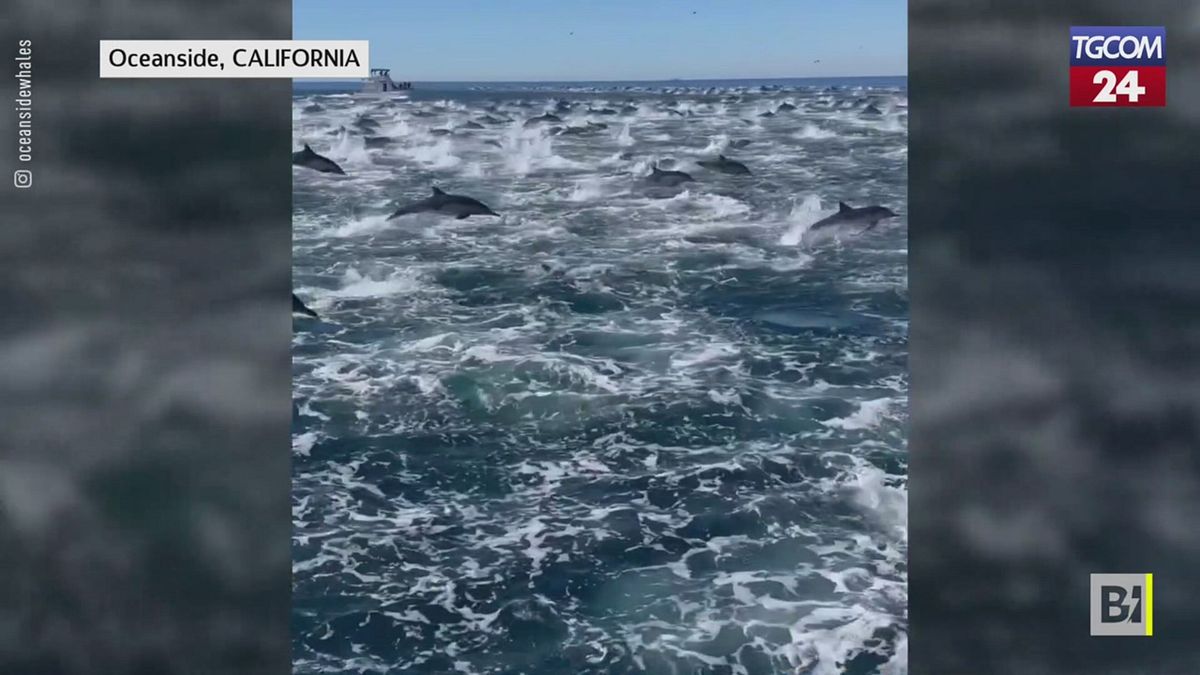 La spettacolare "corsa dei delfini" al largo della California
