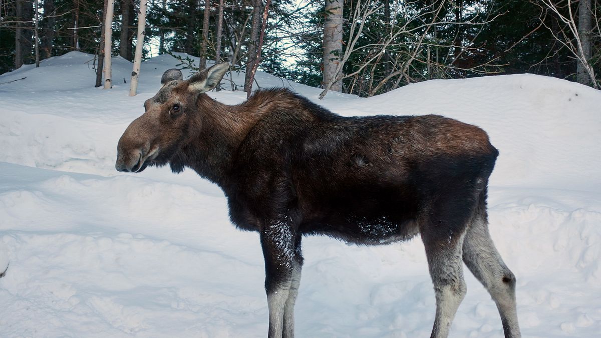 Usa, alce incorna e uccide il cacciatore che lo aveva ferito - Tgcom24