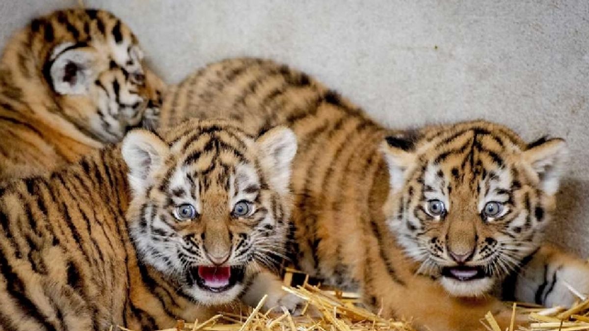 Usa, due tigri di Sumatra positive al Covid in uno zoo dell'Indiana ...