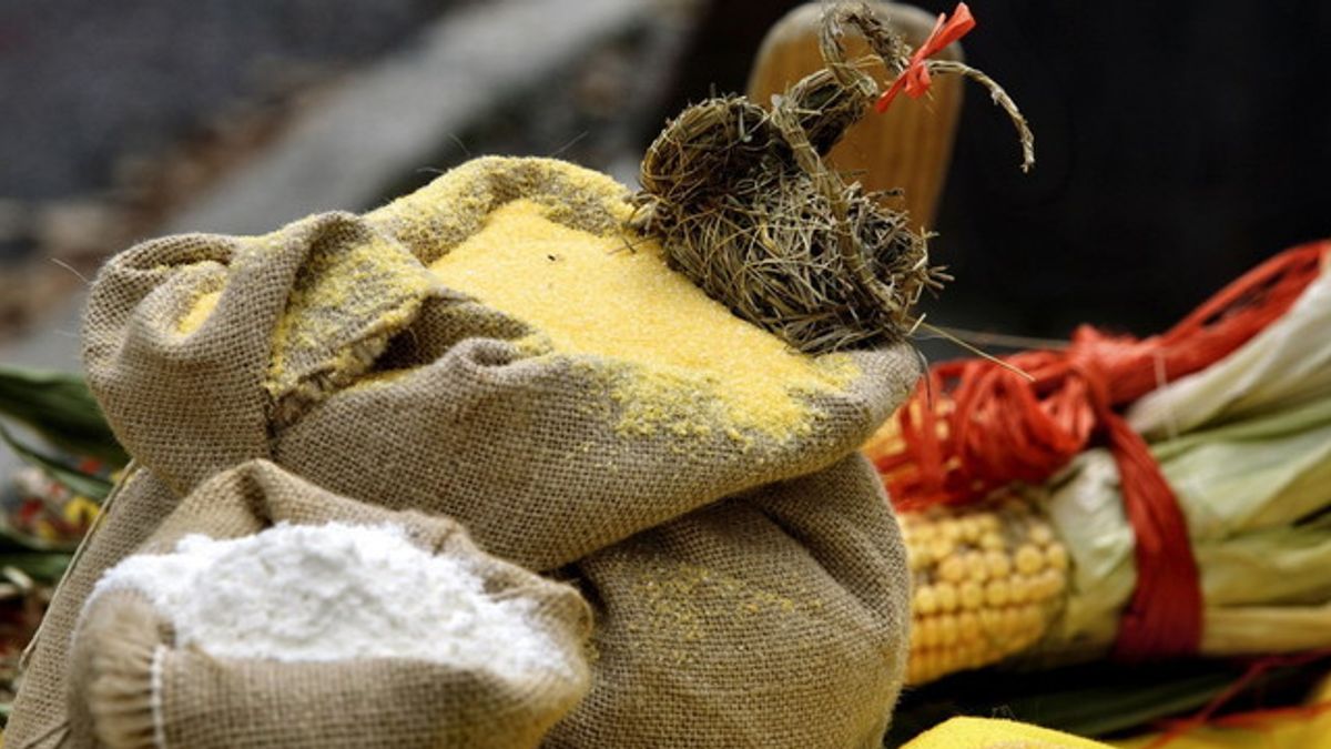 Ue, ok al primo insetto come alimento: è la tarma della farina - Tgcom24