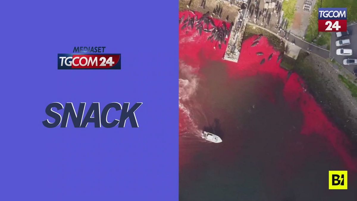 Isole Faroe, la mattanza delle balene tinge il mare di rosso - Tgcom24