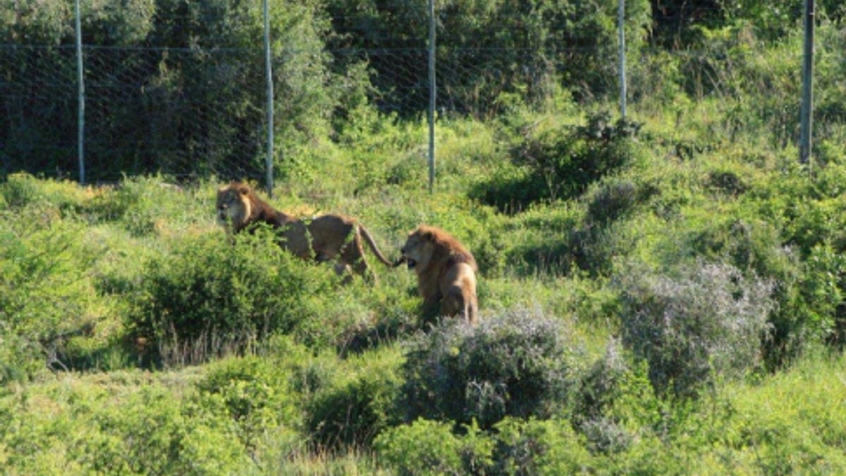 I leoni Jora e Black assaporano la libertà dopo una vita passata in un ...