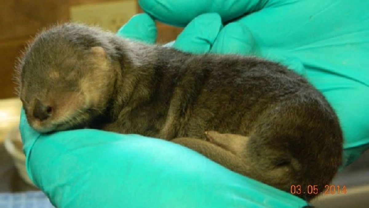 Habemus cuccioli: lo zoo di Pueblo festeggia l'arrivo di tre baby ...