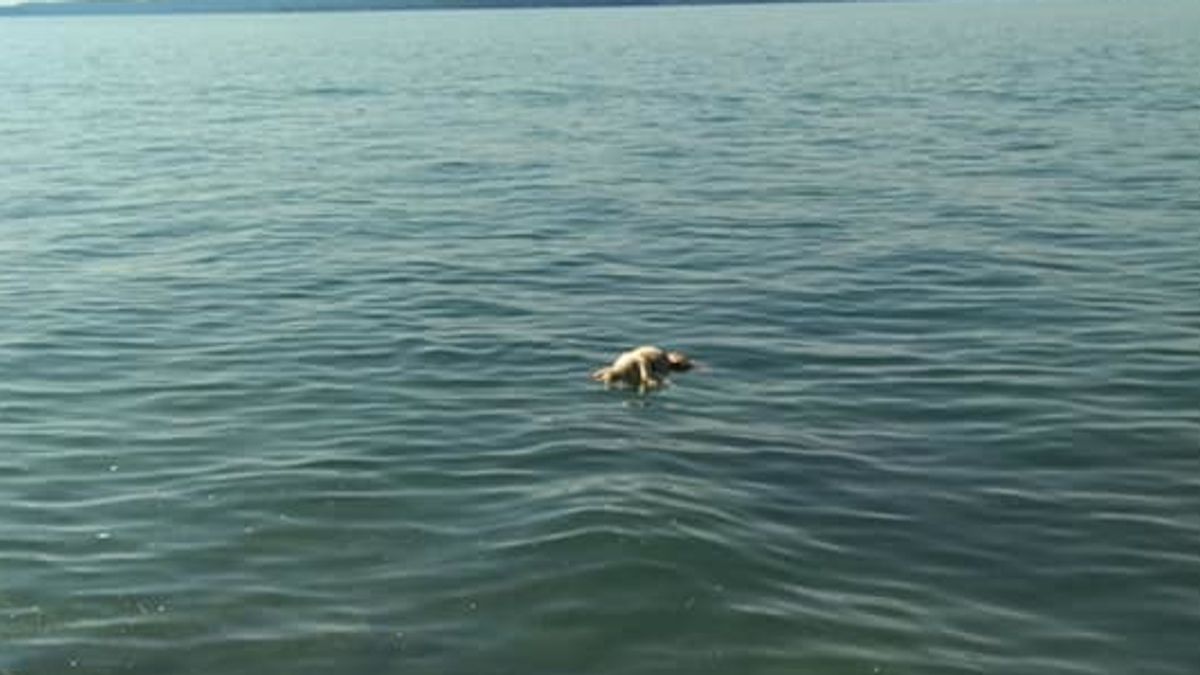 Cane fatto affogare nel Garda, il sindaco: "Vergogna assoluta" - Tgcom24