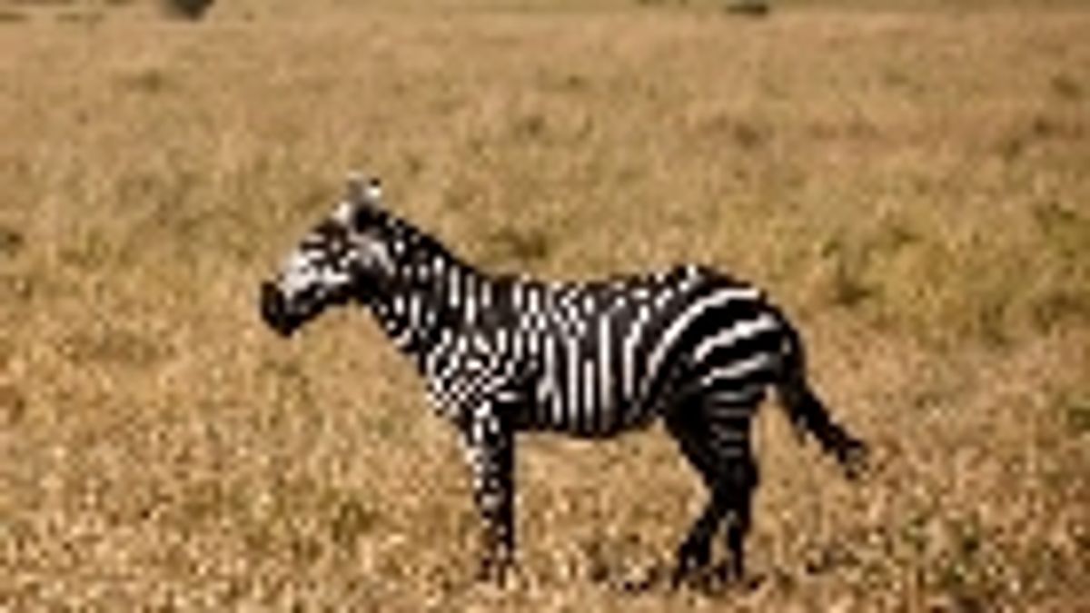 Natura stravagante, in Kenya c'è la zebra a pois - Tgcom24