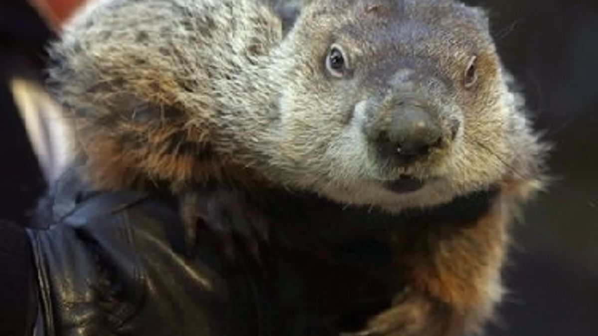 Usa, la marmotta Phil accorcia l'inverno - Tgcom24