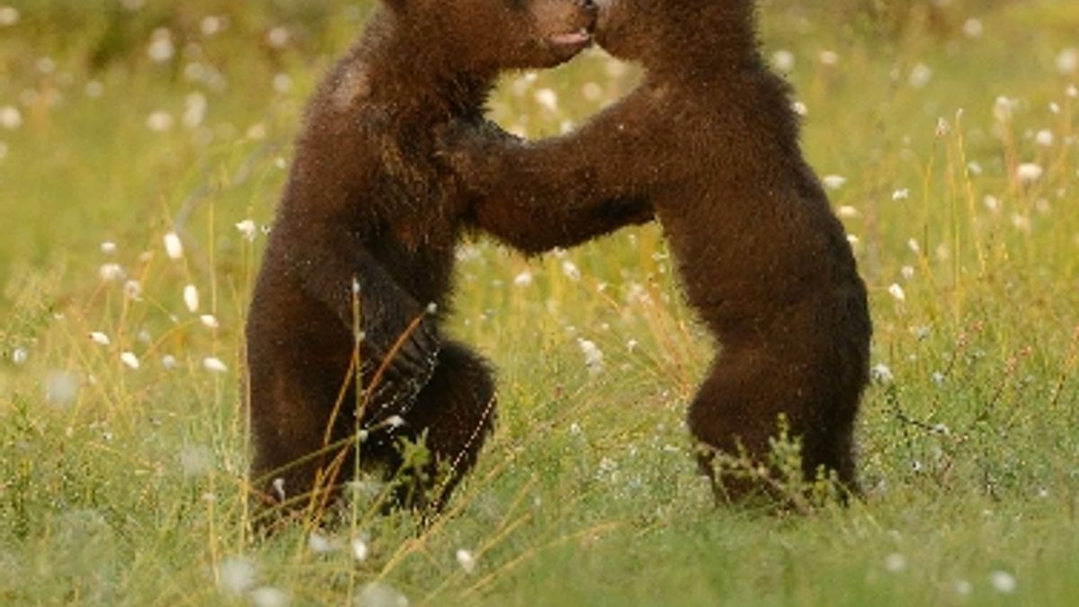 Gli orsetti che ballano il valzer - Tgcom24