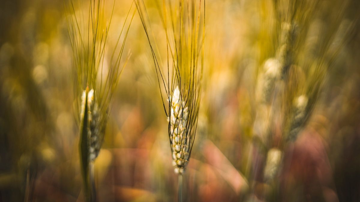 Il robot "sostenibile" diventa contadino - Tgcom24