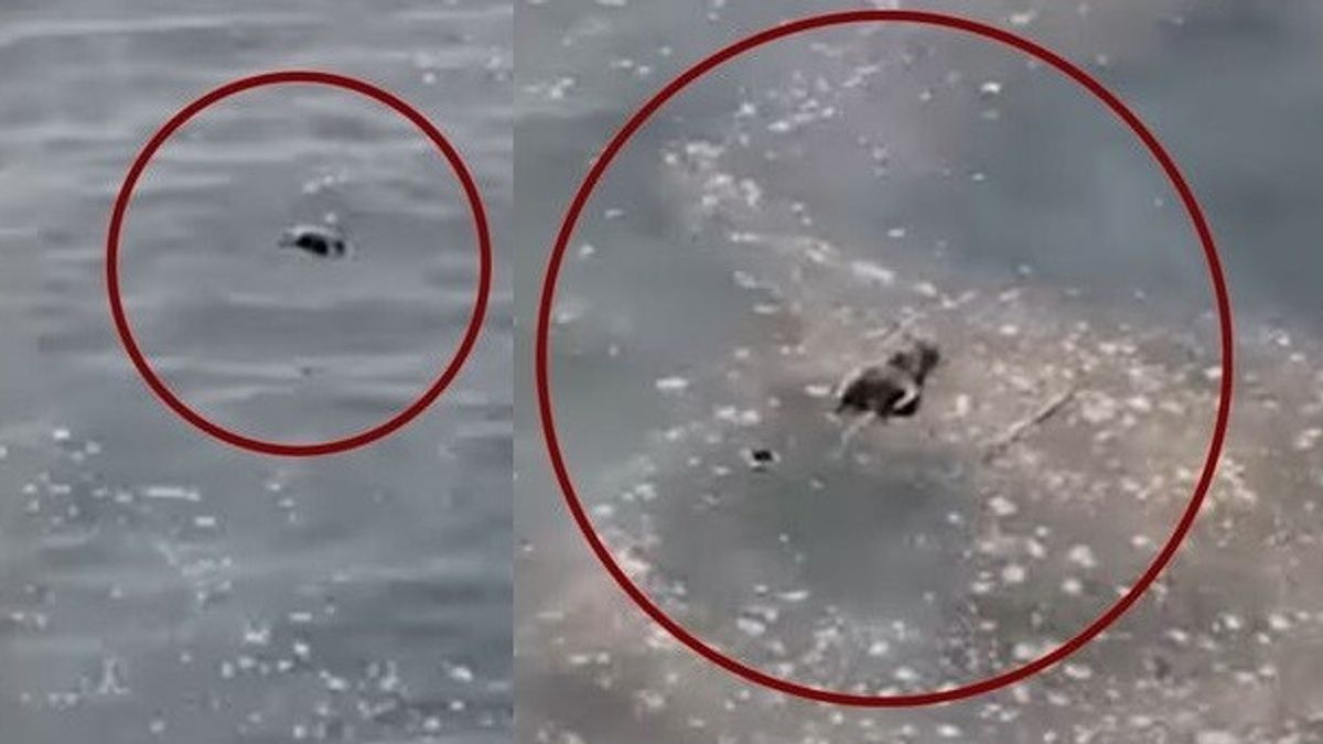 Decine di topi morti in mare a Nisida, allarme dei bagnanti - Tgcom24