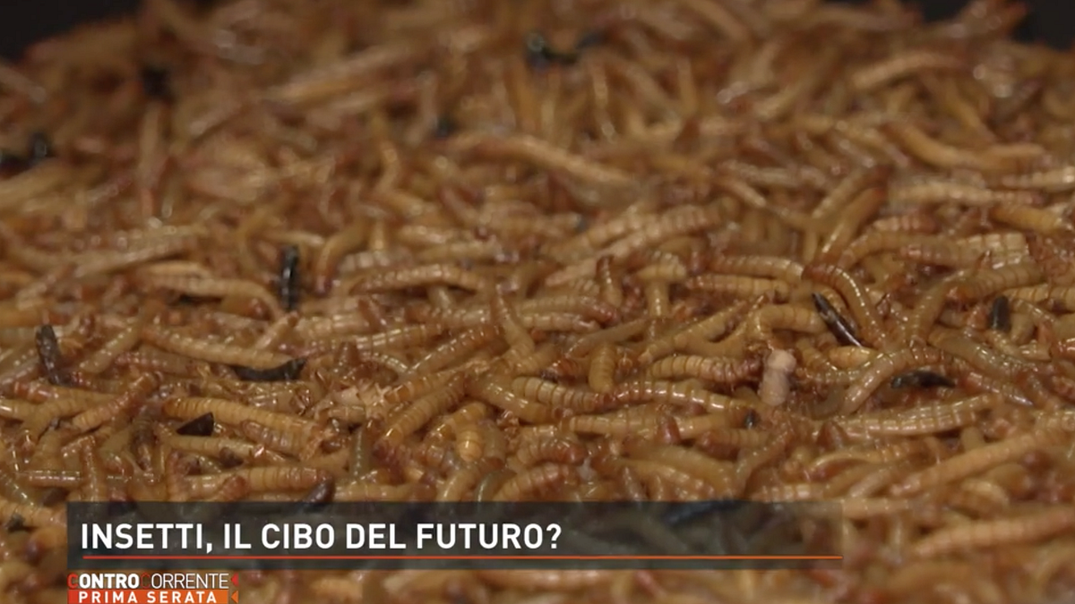 Sostenibilità ambientale, larve e grilli sono il cibo del futuro? - Tgcom24