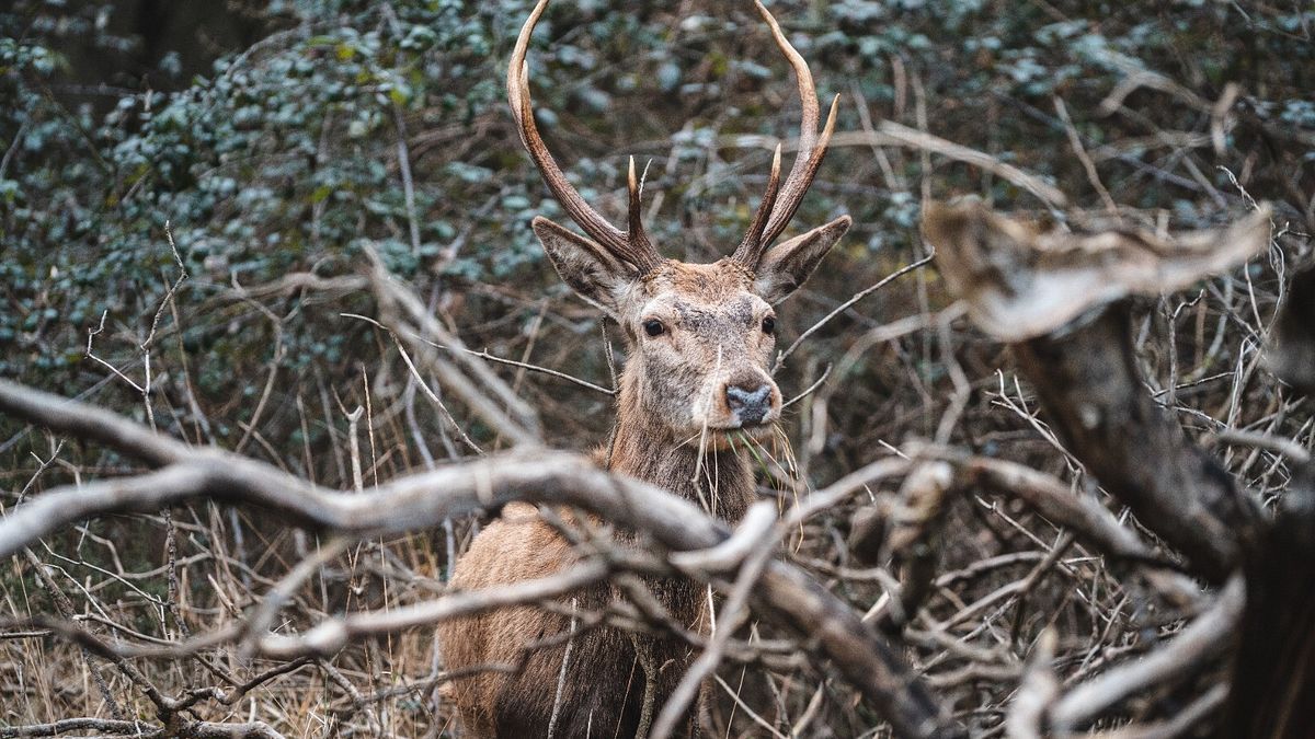WWF, Operazione Cervo Italico: torna in natura il signore dei boschi