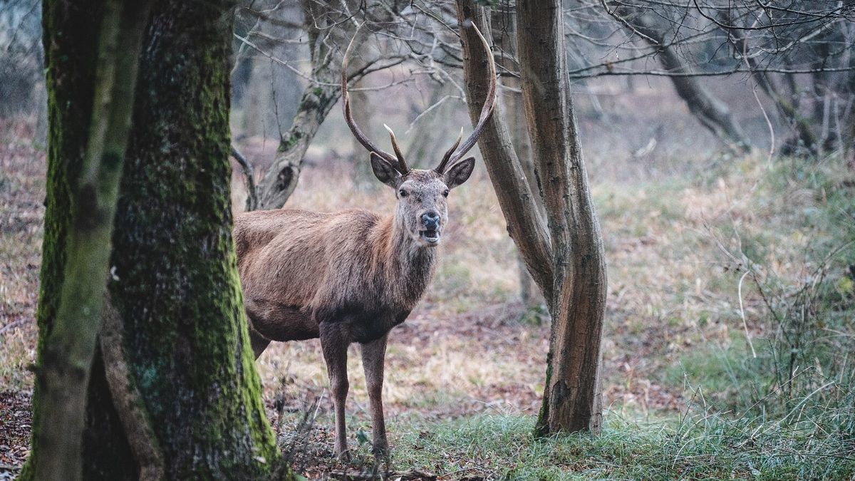 Torna in natura il Cervo Italico