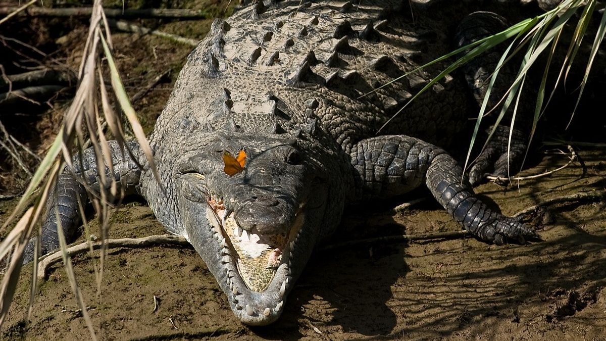 Coccodrillo depone uova senza fecondazione: primo caso al mondo