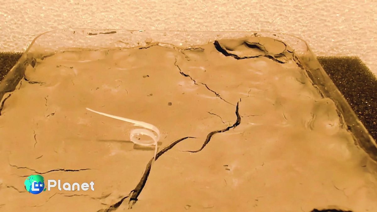 Seme robot biodegradabile