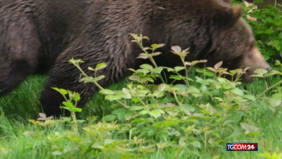 Il Consiglio di Stato salva gli orsi Jj4 e Mj5, accolto il ricorso ...