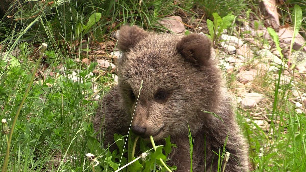 Trentino, l'orsetto M89 non tornerà libero. Il no della Provincia