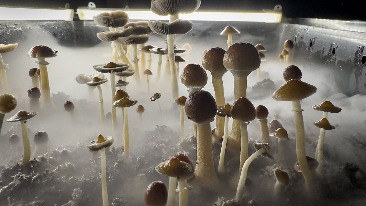 Oregon, migliaia in lista d'attesa per provare i funghi magici