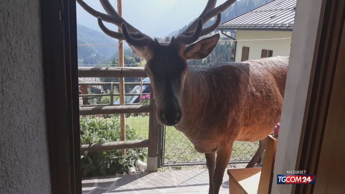 Belluno, il cervo-mascotte di Pecol ucciso da un cacciatore