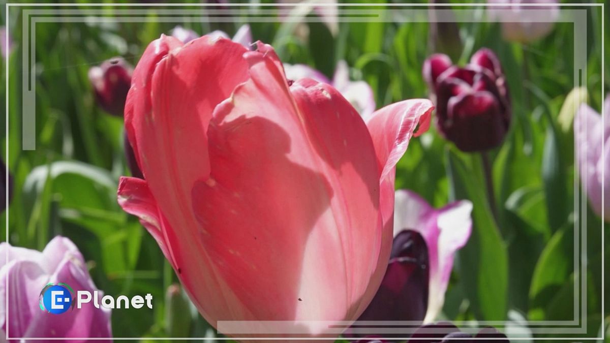 Il paradiso dei tulipani