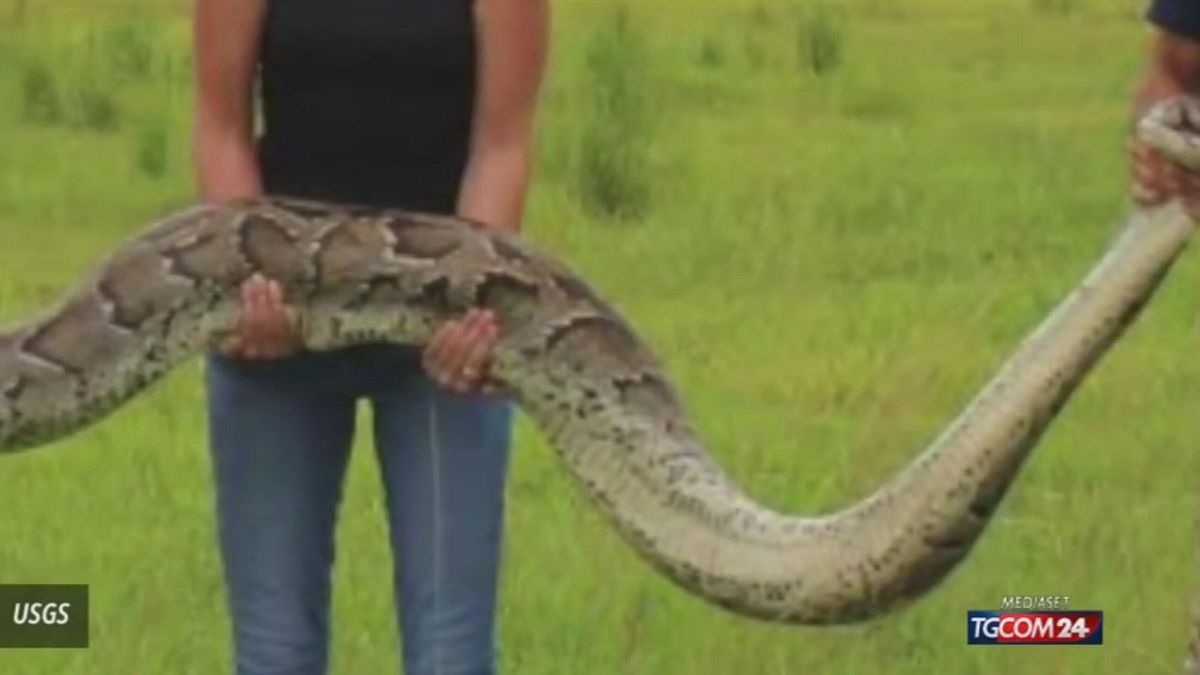 Indonesia shock, donna mangiata viva da un pitone di 5 metri