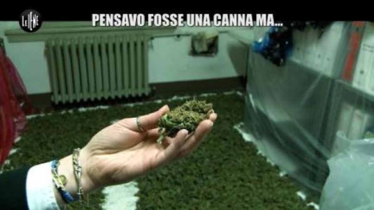 "Le Iene" alla scoperta dell'erba che c'è negli spinelli - Tgcom24