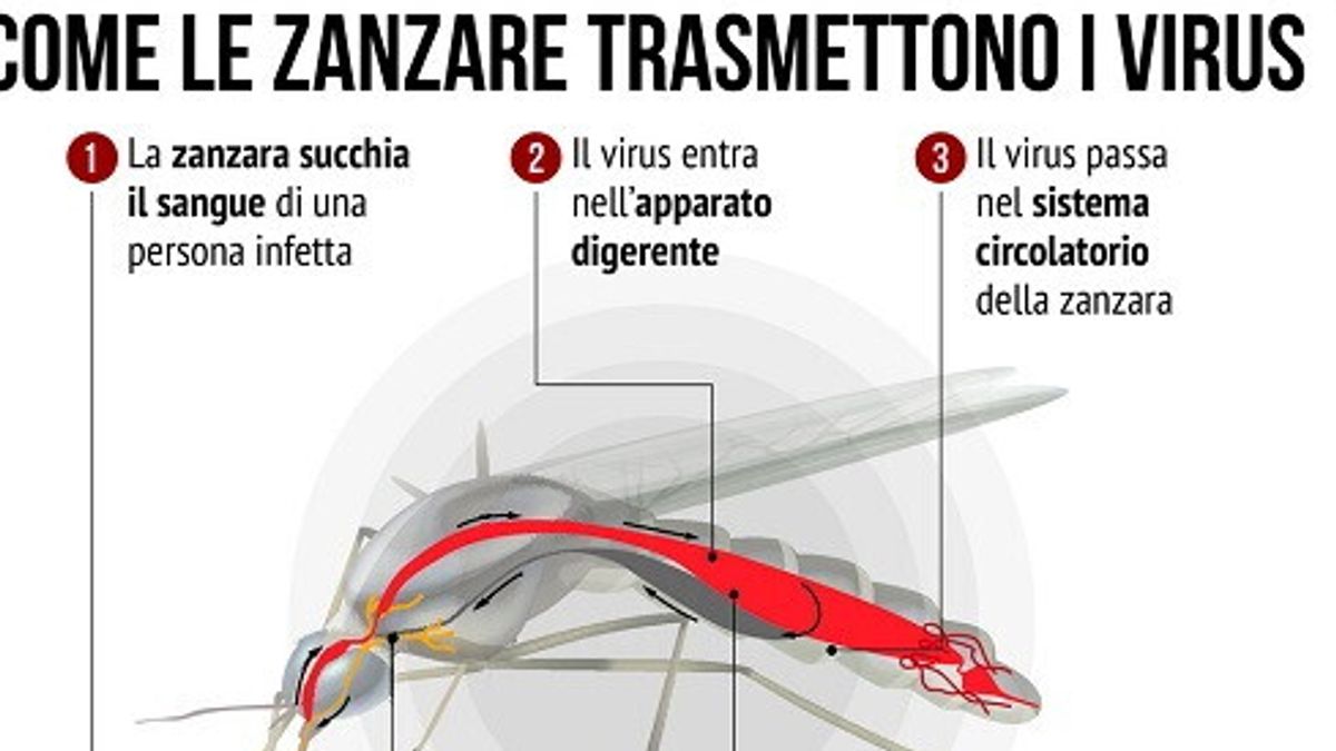 Come le zanzare trasmettono i virus