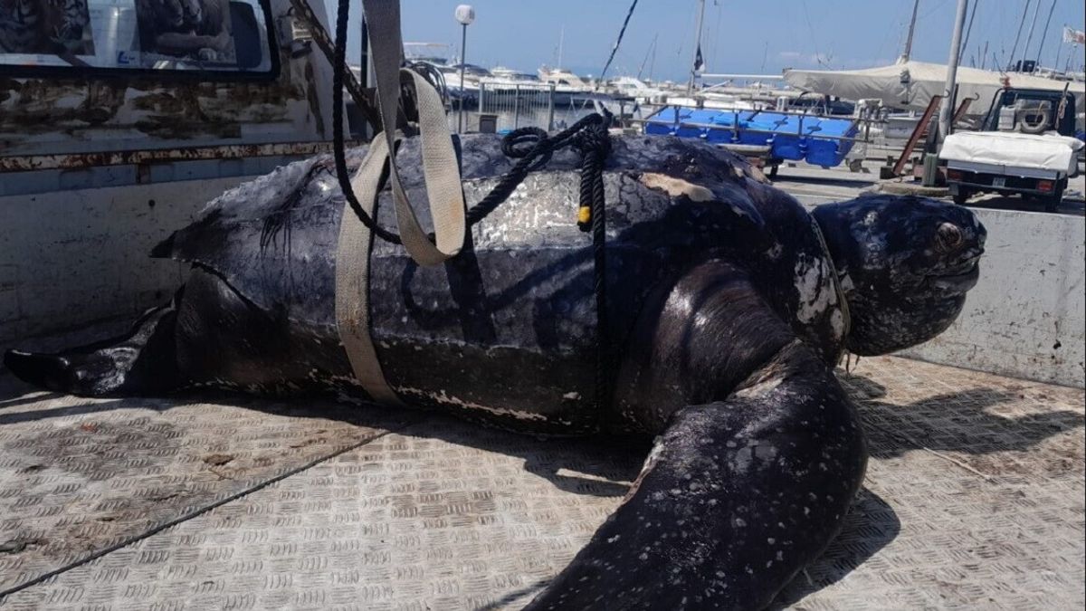 Una tartaruga liuto morta al largo della Versilia