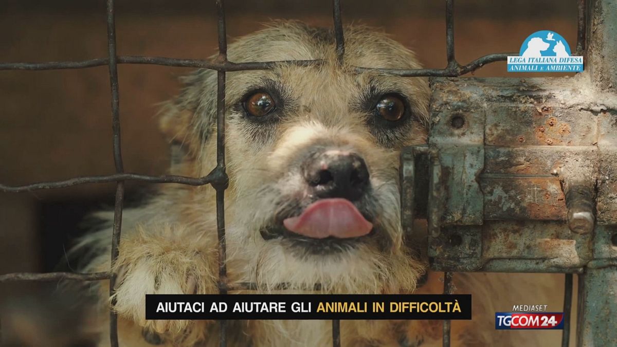 Animali randagi, Leidaa lancia il progetto "Salviamo chi non ha voce"