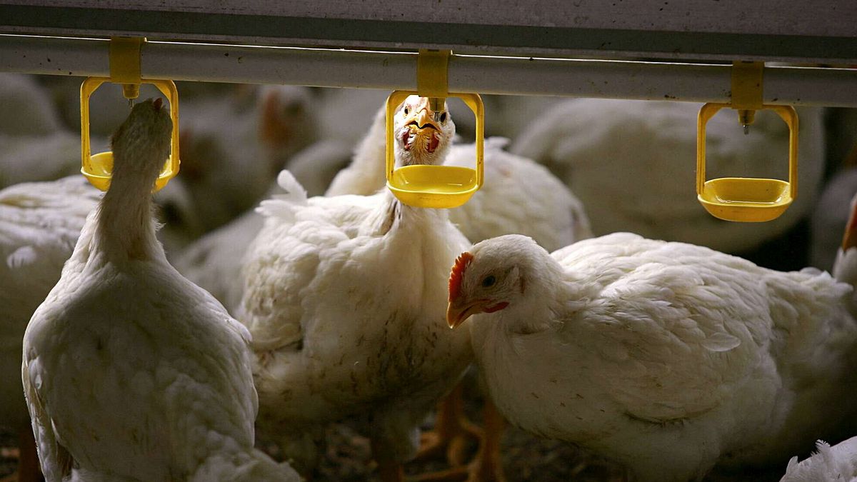 Influenza aviaria in India, oltre 7mila polli morti in due giorni