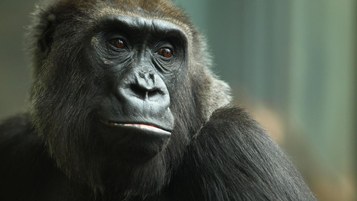 La mappa del Dna dei primati è stata completata