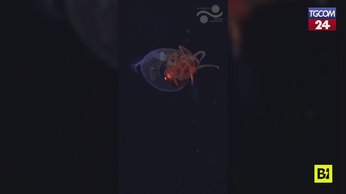 Calamaro colossale nel suo habitat naturale: filmato per la prima volta