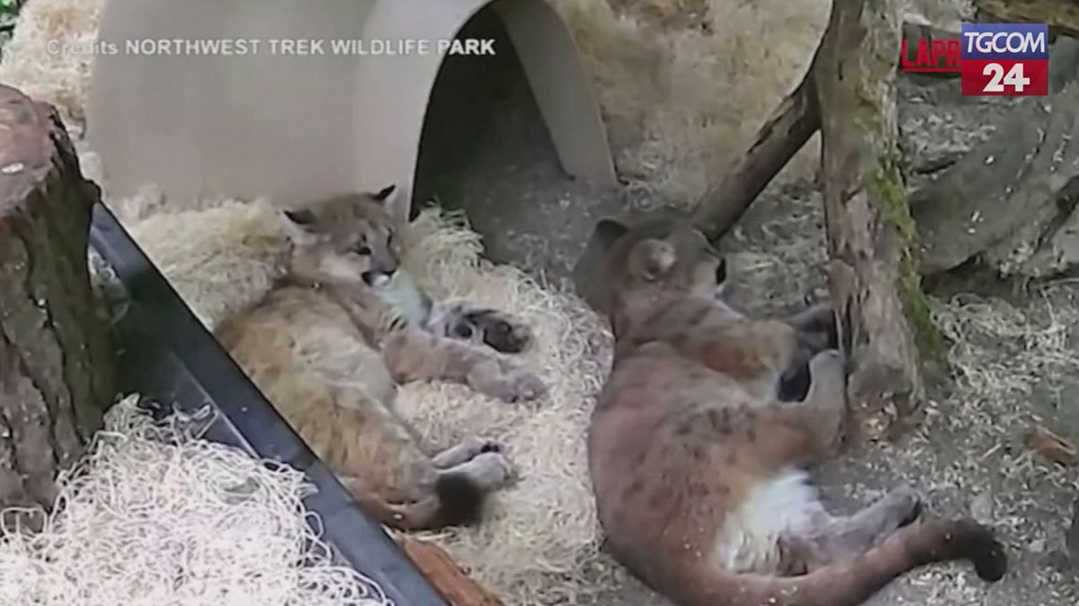 Usa, due cuccioli di puma orfani si ritrovano nel parco di Eatonville