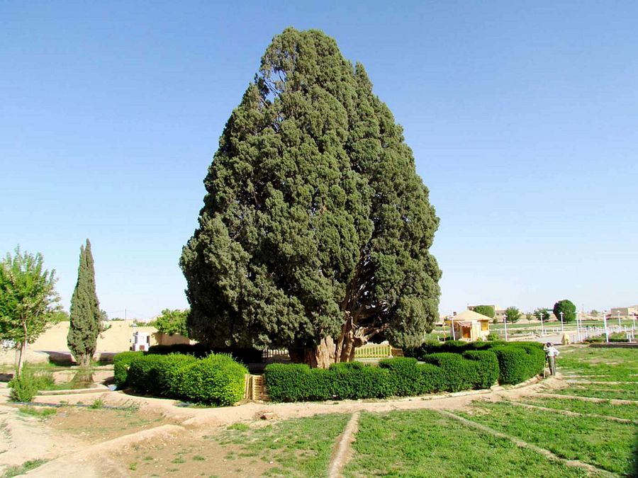 Iran, è un cipresso l'albero vivente più vecchio di tutta l'Asia - Tgcom24