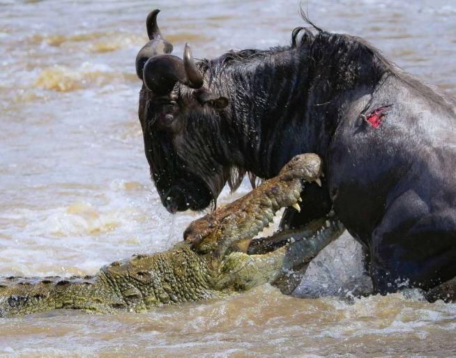 Kenya, coccodrillo massacra uno gnu - Tgcom24