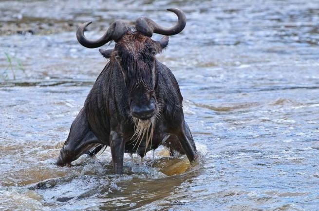 Kenya, coccodrillo massacra uno gnu - Tgcom24