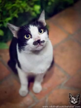 Spopolano i kitler, gatti sosia di Hitler - Tgcom24