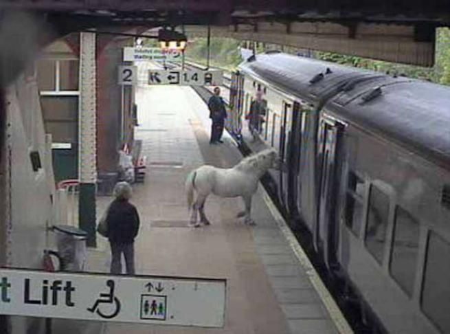 Gb, porta pony su treno: bloccato - Tgcom24