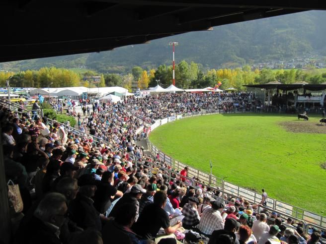Aosta: la Bataille des Reines, il combattimento delle mucche regine ...