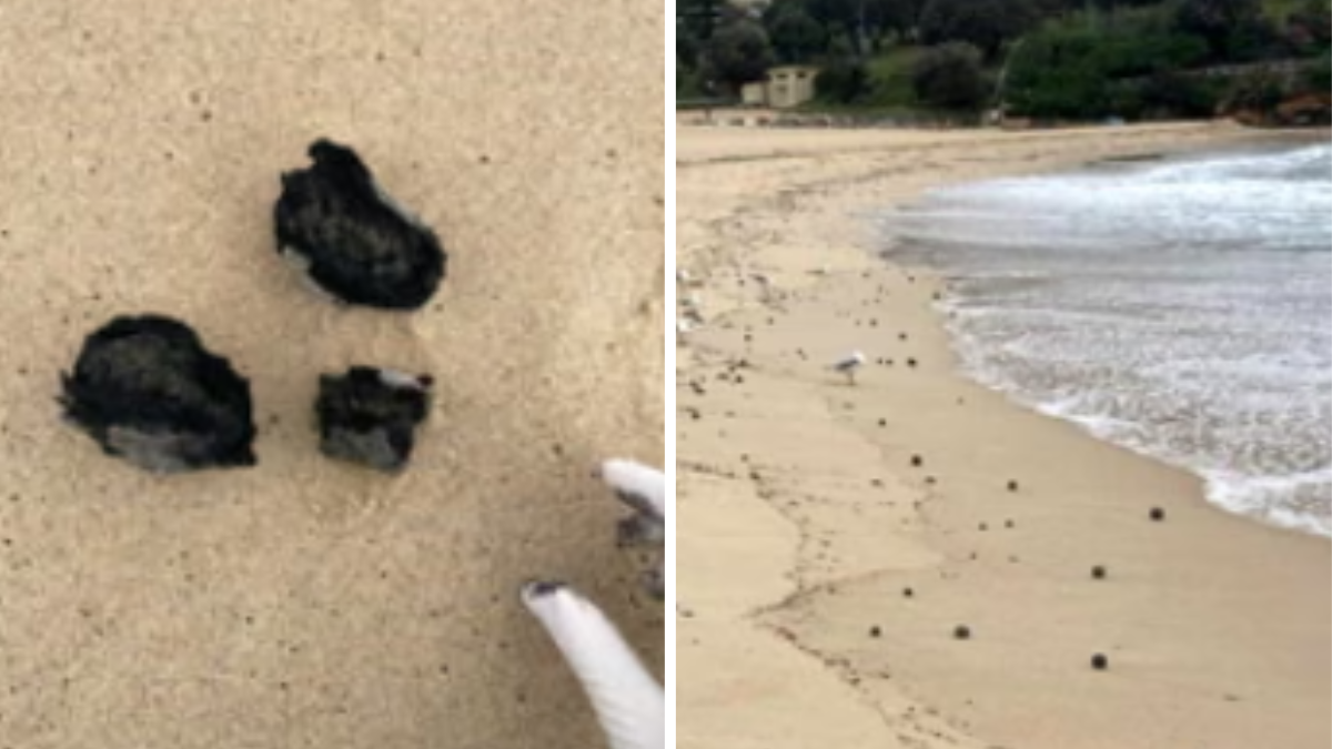 Sydney, cosa sono le “palline di cacca” che invadono il mare