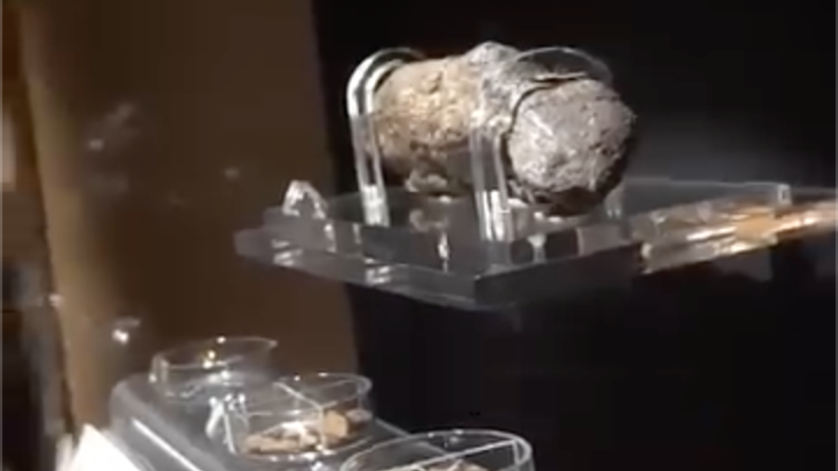 La cacca umana più grande del mondo si trova in un museo