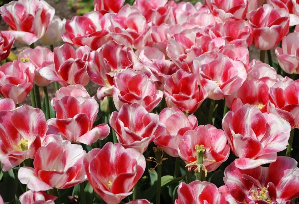 Tutta la bellezza della primavera: 6 parchi fioriti da visitare…. restando a casa! - Radio Monte ...